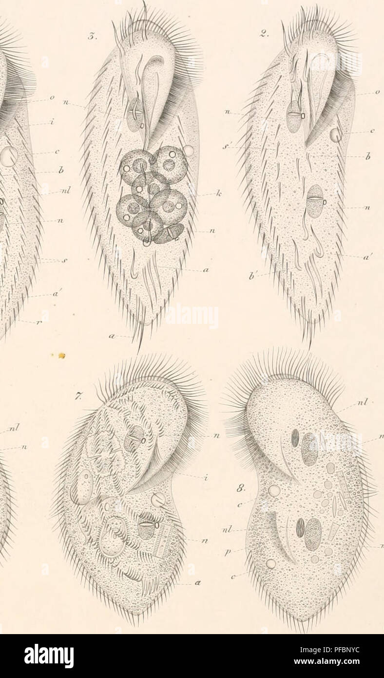 This work by Friedrich Stein studies the biology of infusoria ...