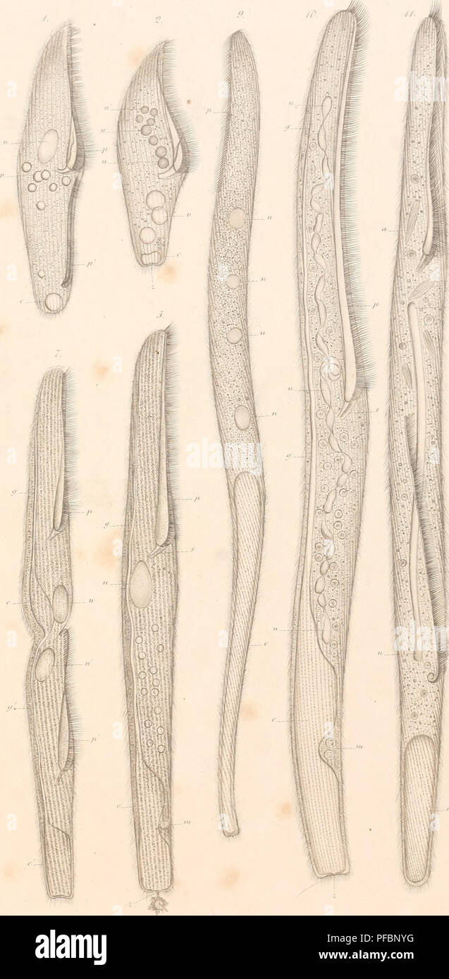 Study of the structure and function of Infusoria, including Ciliata and ...