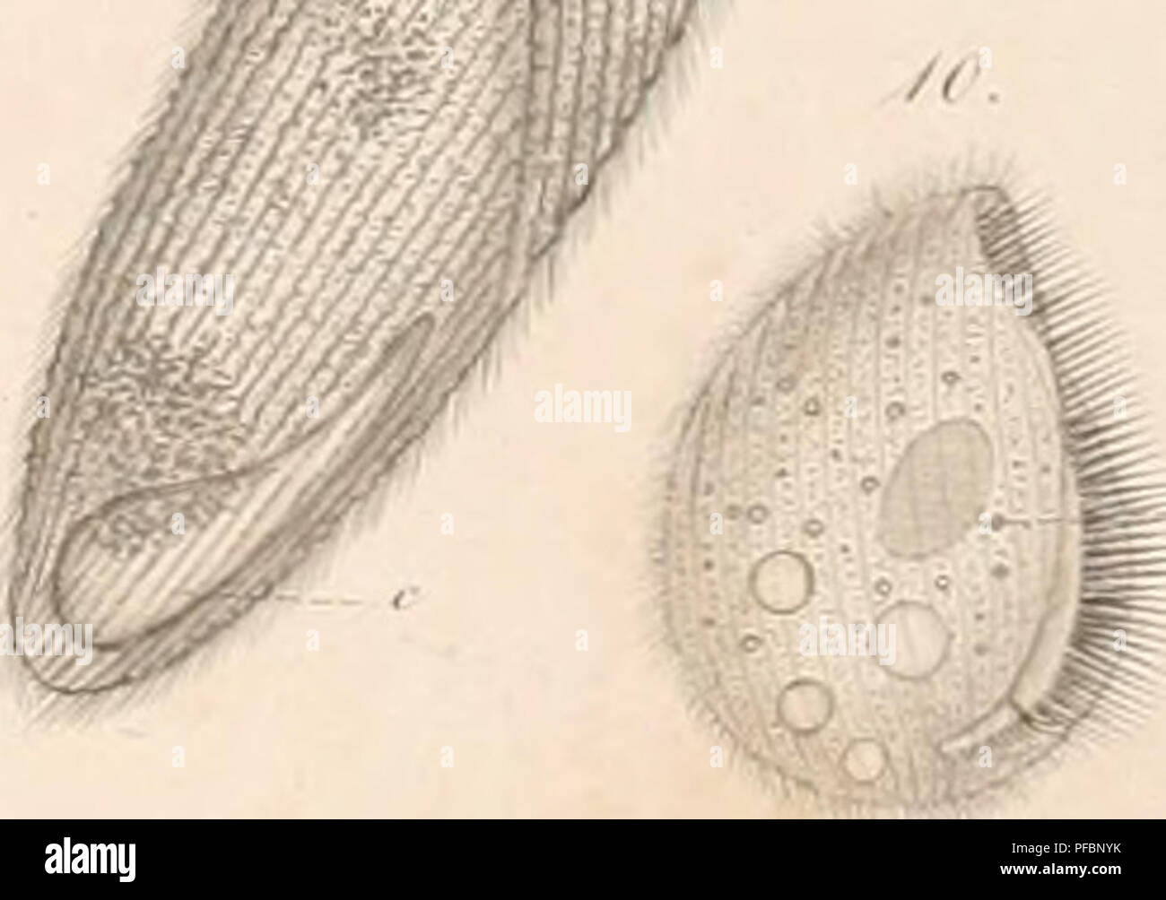 Friedrich Stein’s work on Infusoria, including Ciliata and Flagellata ...