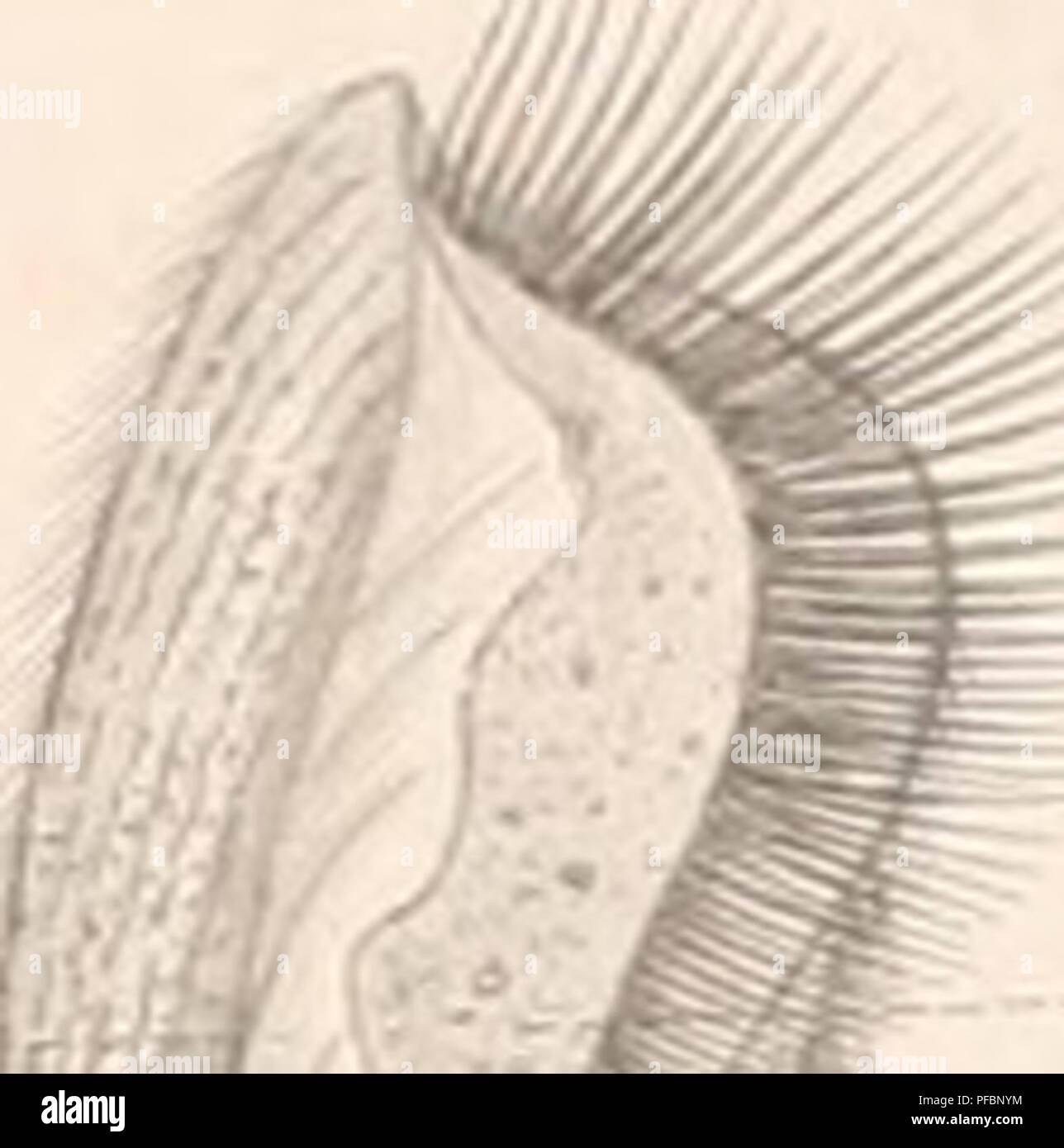 'Der Organismus der Infusionsthiere' by Friedrich Stein studies the ...