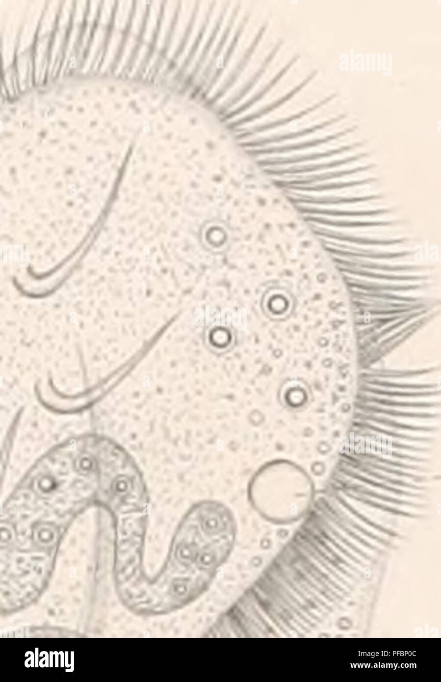 This work by Friedrich Stein describes the organisms of the Infusoria ...