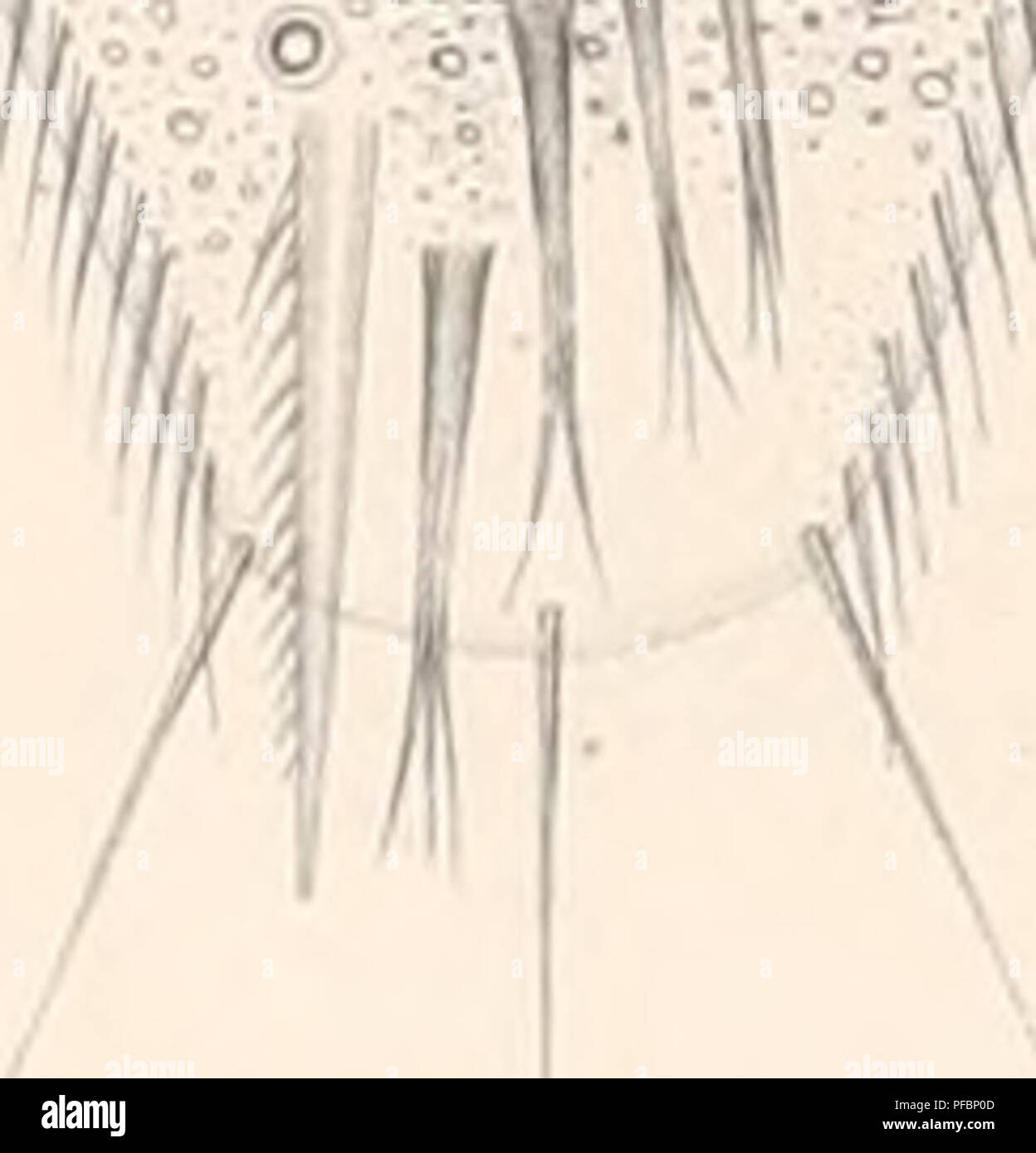 This illustration depicts the organism structure of various Infusoria ...