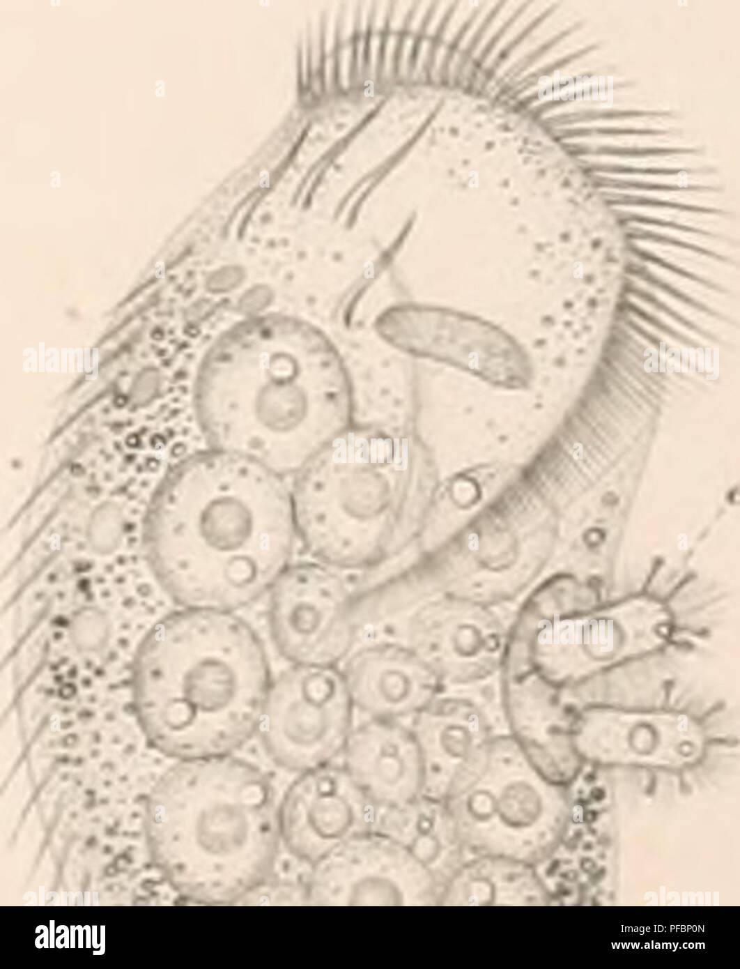 This text provides an in-depth examination of the organisms within the ...