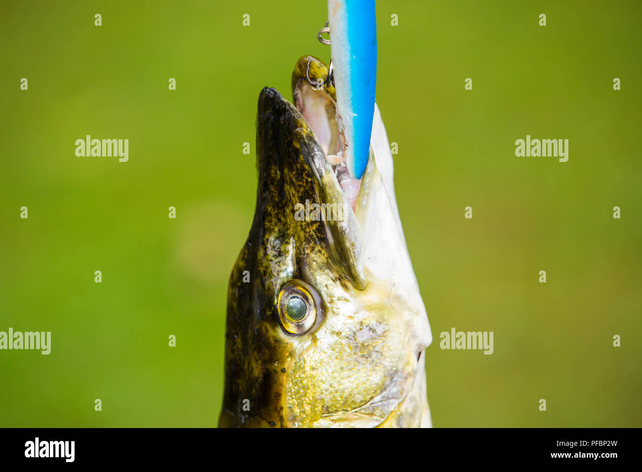 Snapped fish hi-res stock photography and images - Alamy
