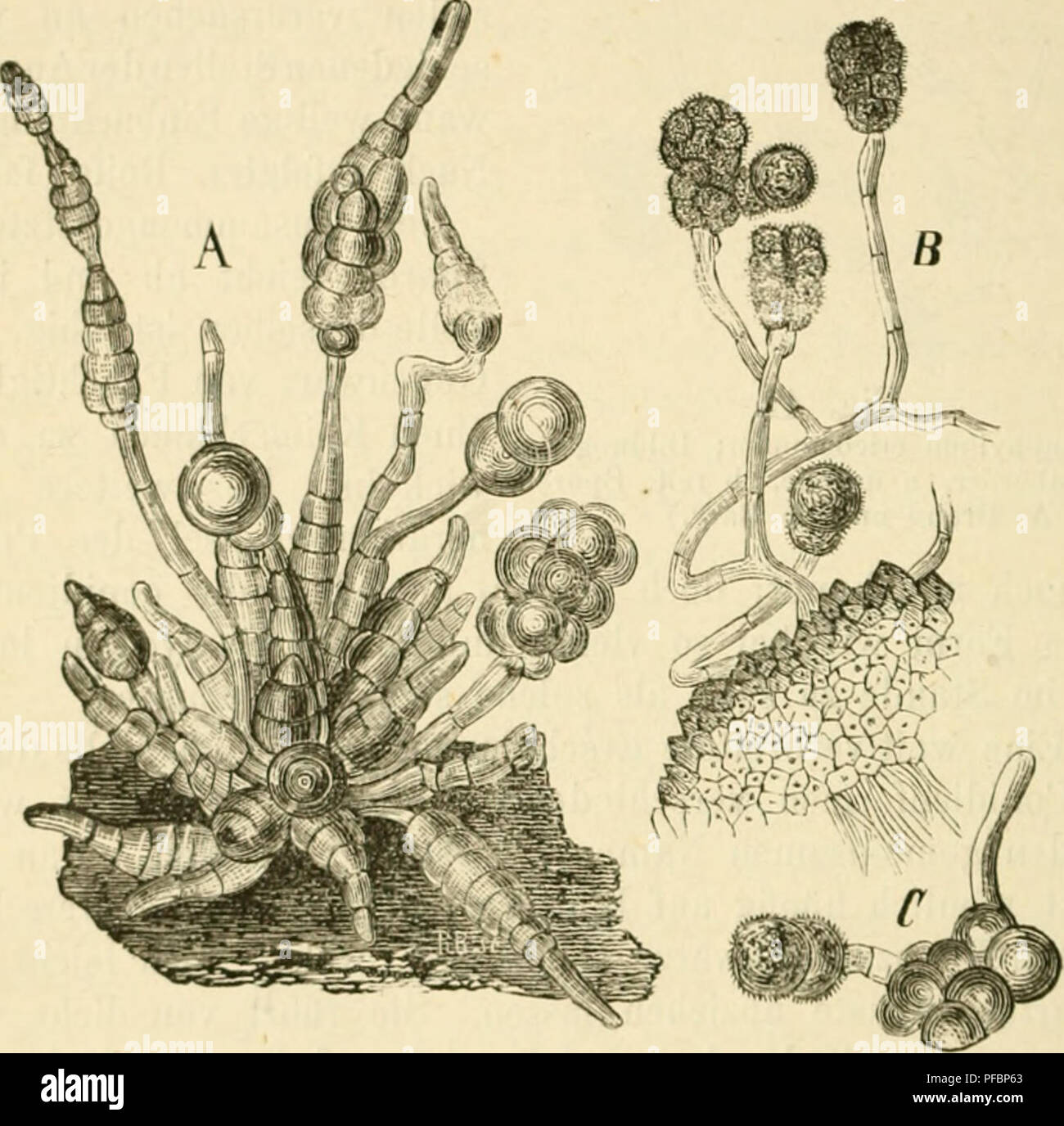 This scientific work addresses the current state of mycology ...
