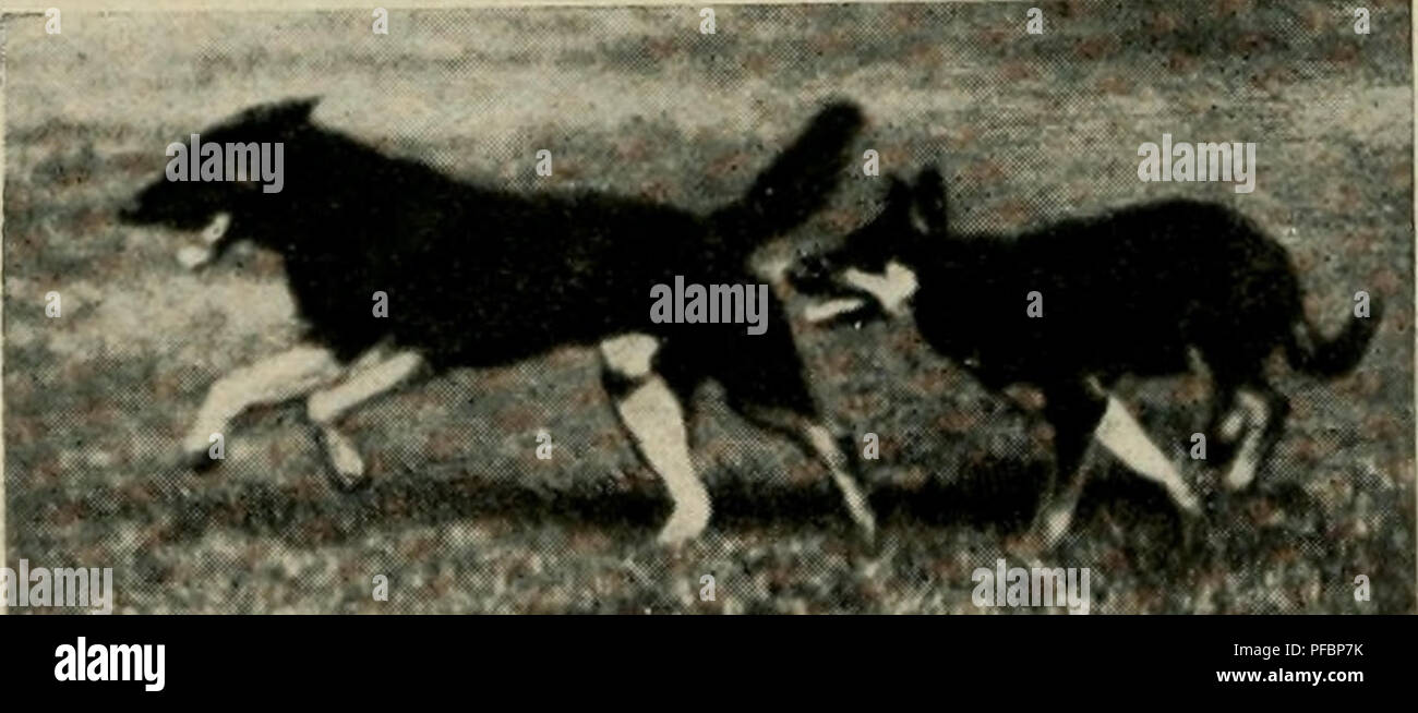 This detailed image is from a text about the German Shepherd dog breed ...