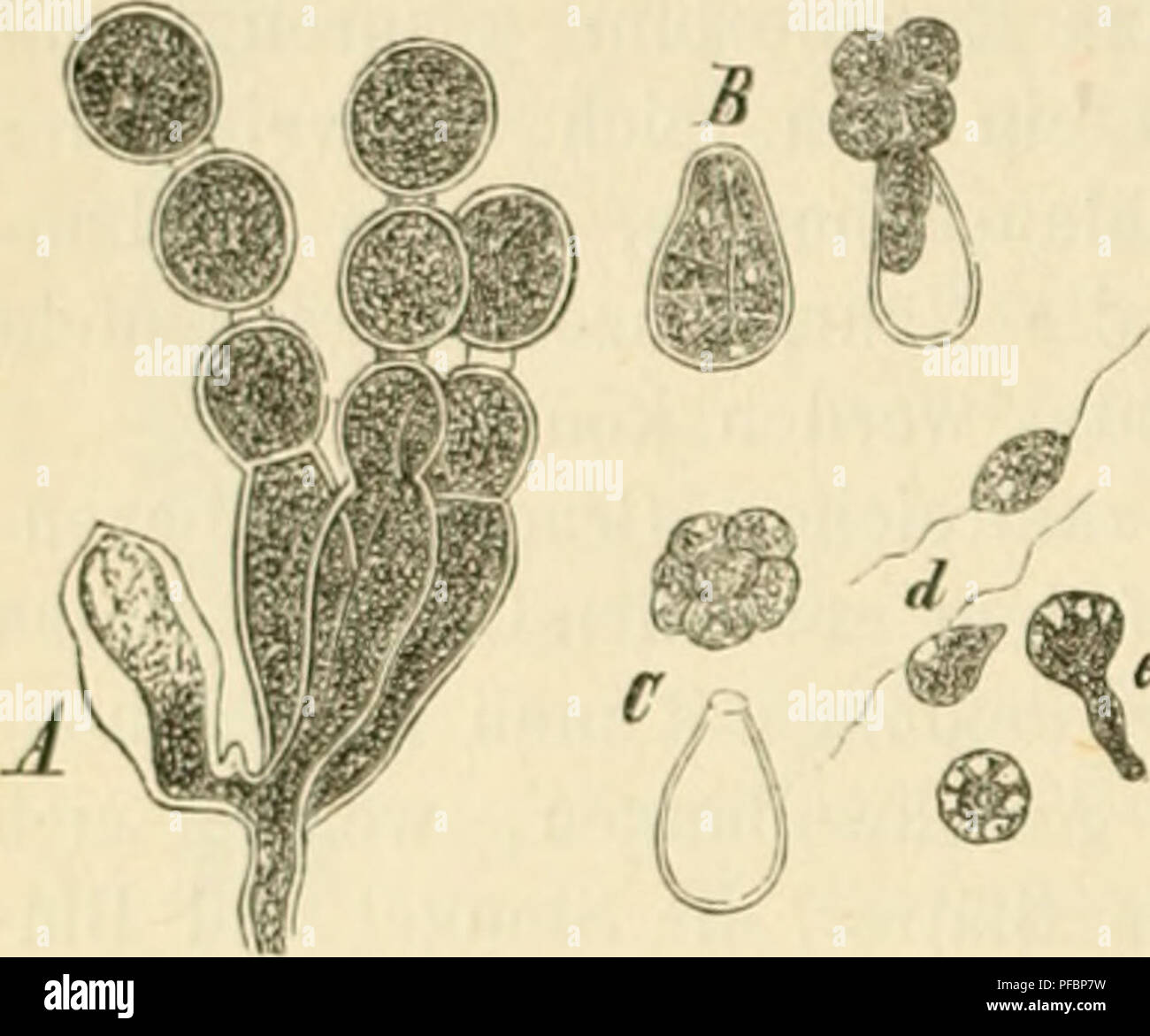 The study of pathogenic fungi focuses on their ability to infect plant ...