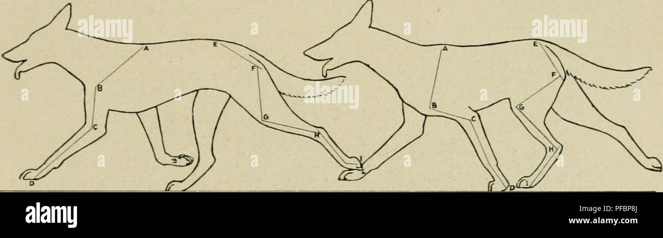 This work explores the German Shepherd dog breed, discussing its ...