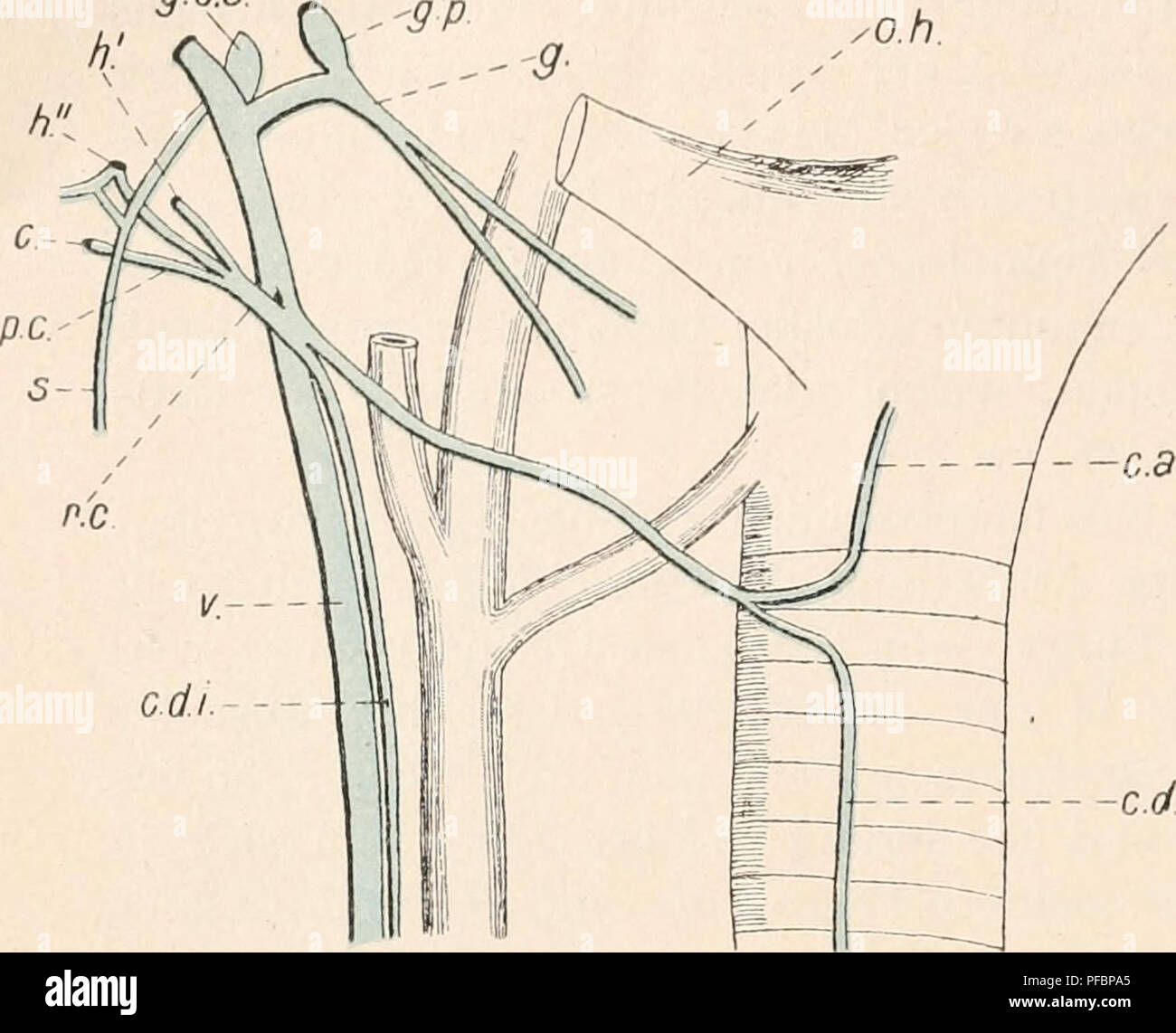This work by Valentin Hacker explores the anatomy and biological ...