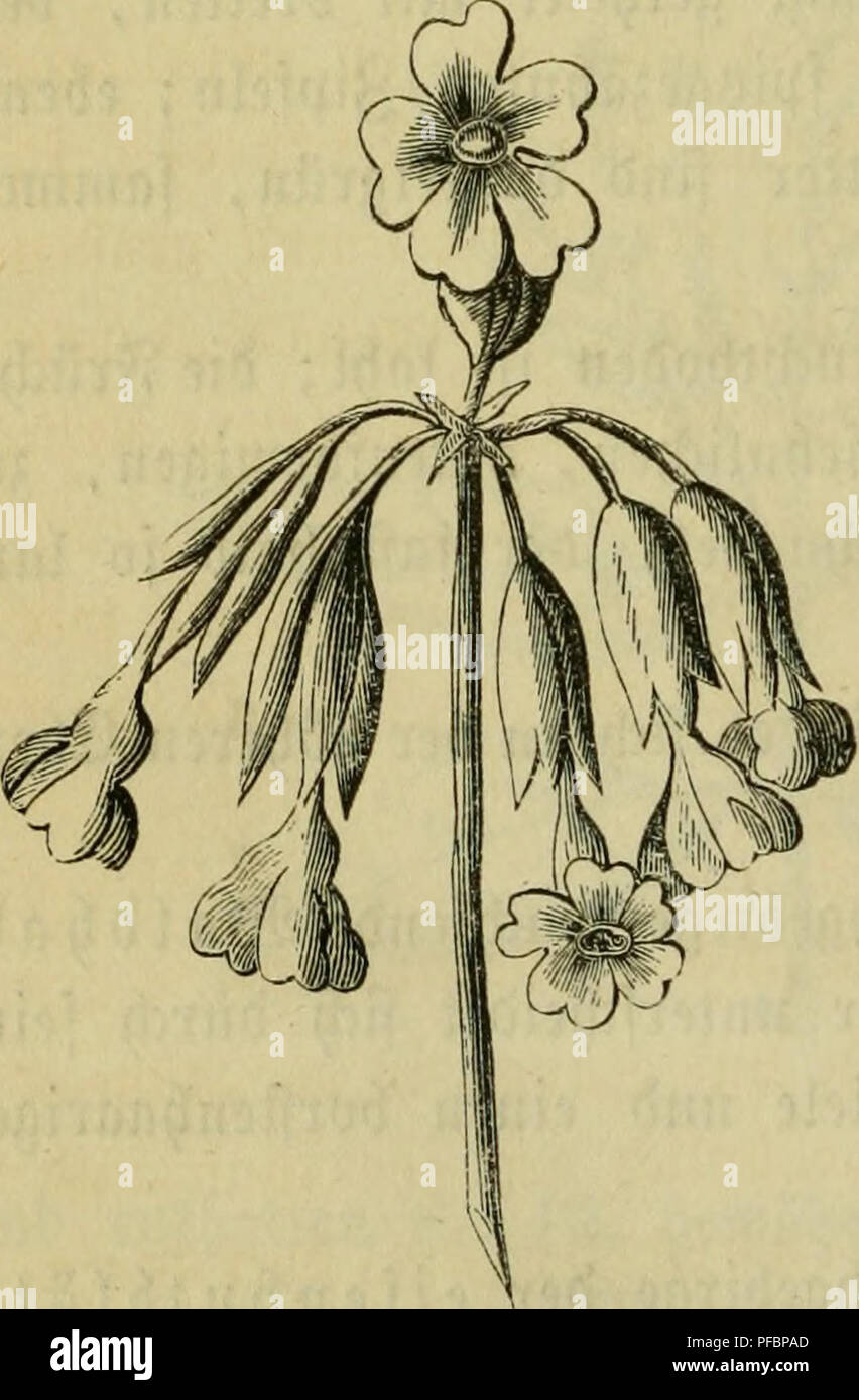 This guide to the wild plants of Germany helps identify and classify ...