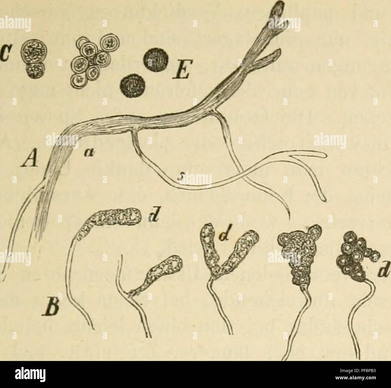 This work on mycology examines the current state of the study of ...
