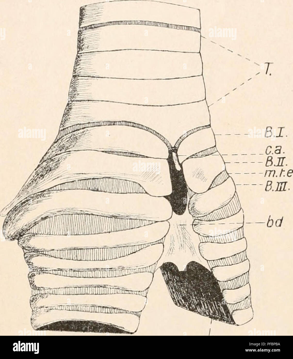 This image is from 'Der Gesang der Vögel,' focusing on the anatomical ...