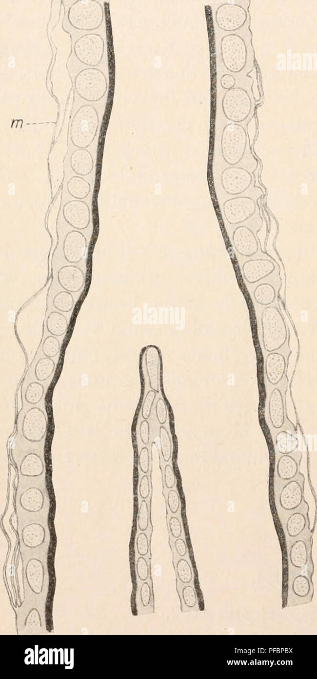 This work discusses the anatomical and biological foundations of bird ...