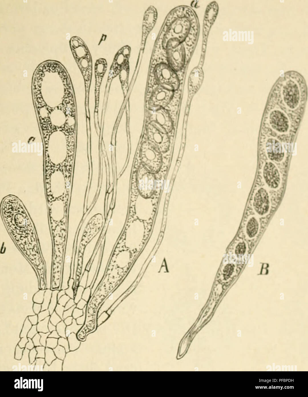 Ascus spores hi-res stock photography and images - Alamy