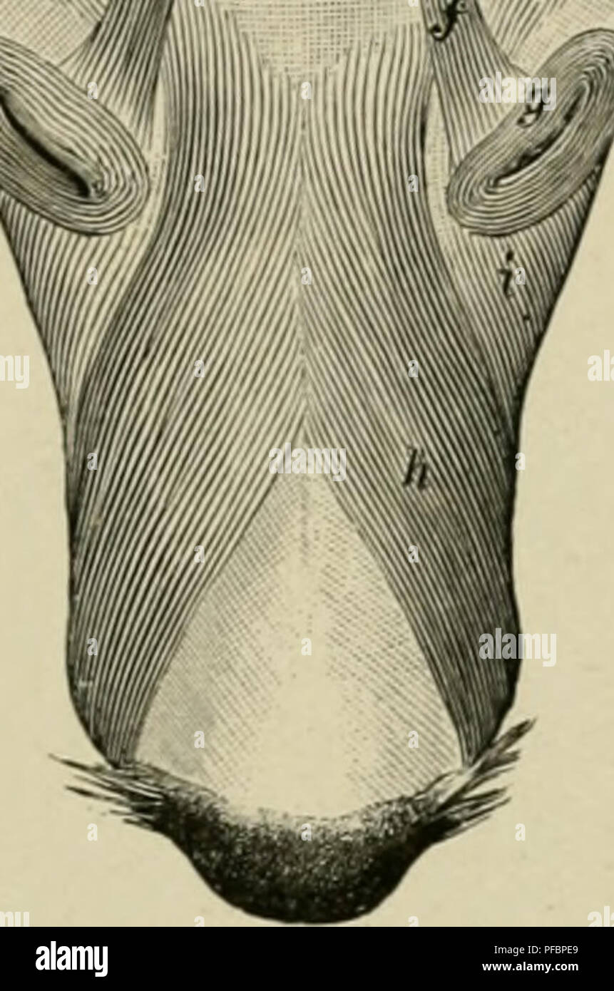 Dog muscular system hi-res stock photography and images - Alamy