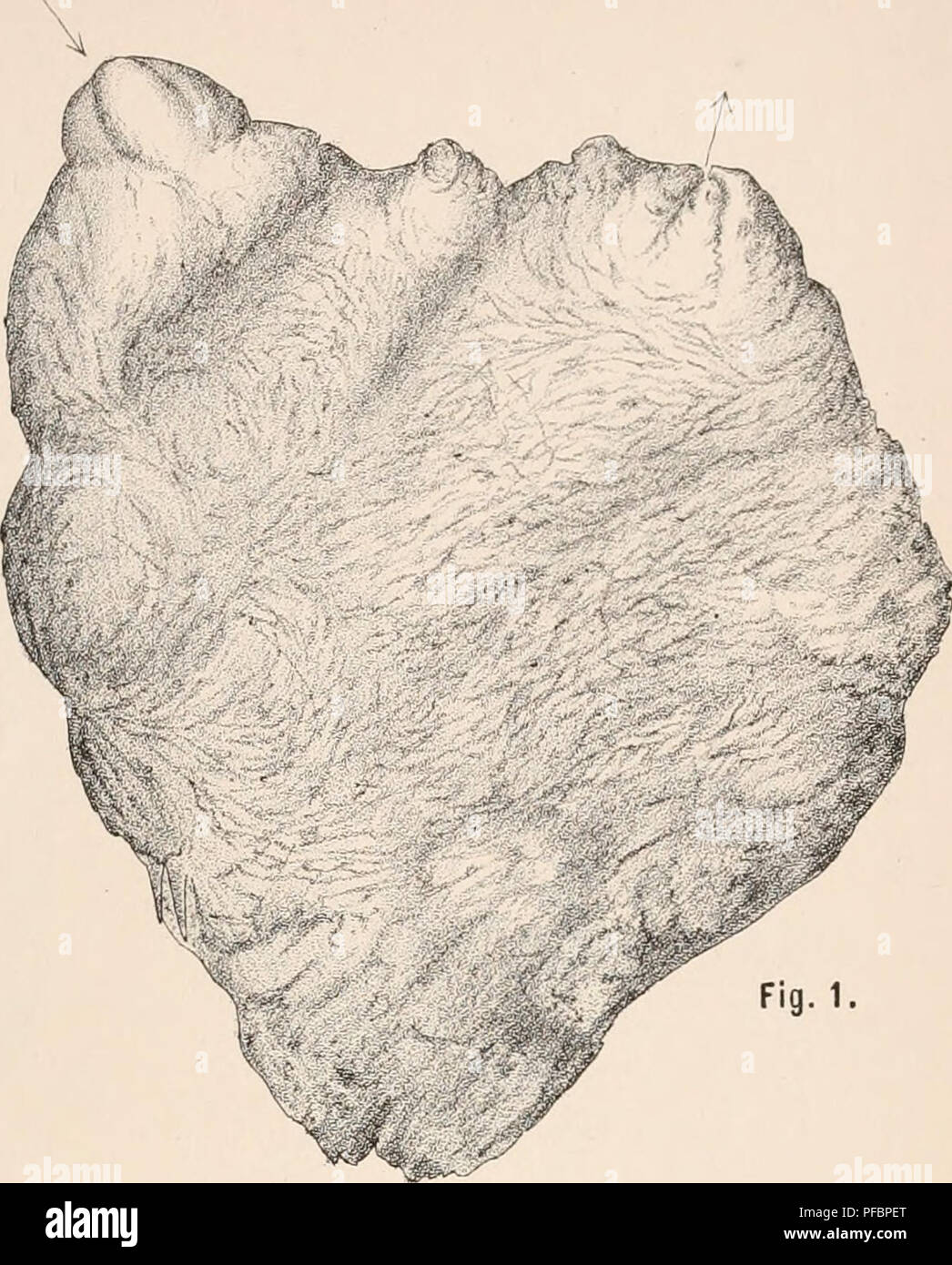 This catalogue provides detailed descriptions and classifications of ...
