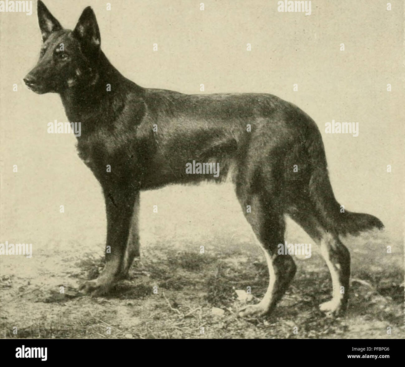 This German publication discusses the characteristics and training of ...