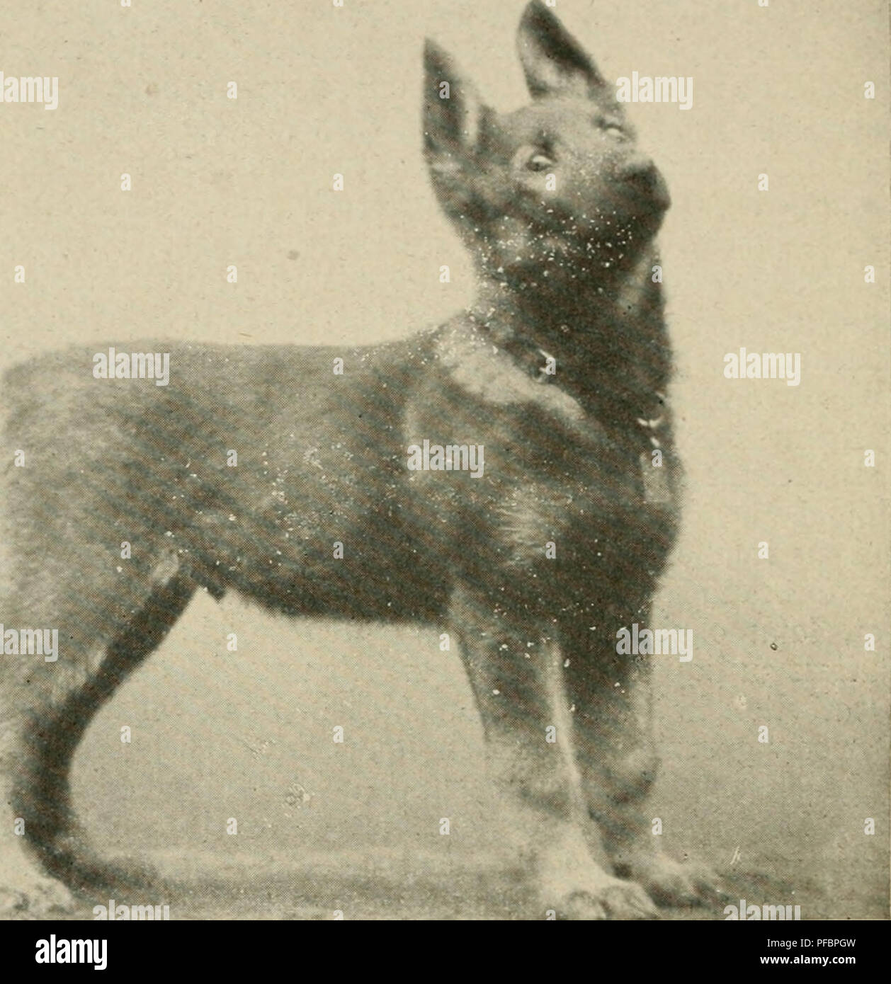 This image from 'Der deutsche Schäferhund' provides a detailed ...