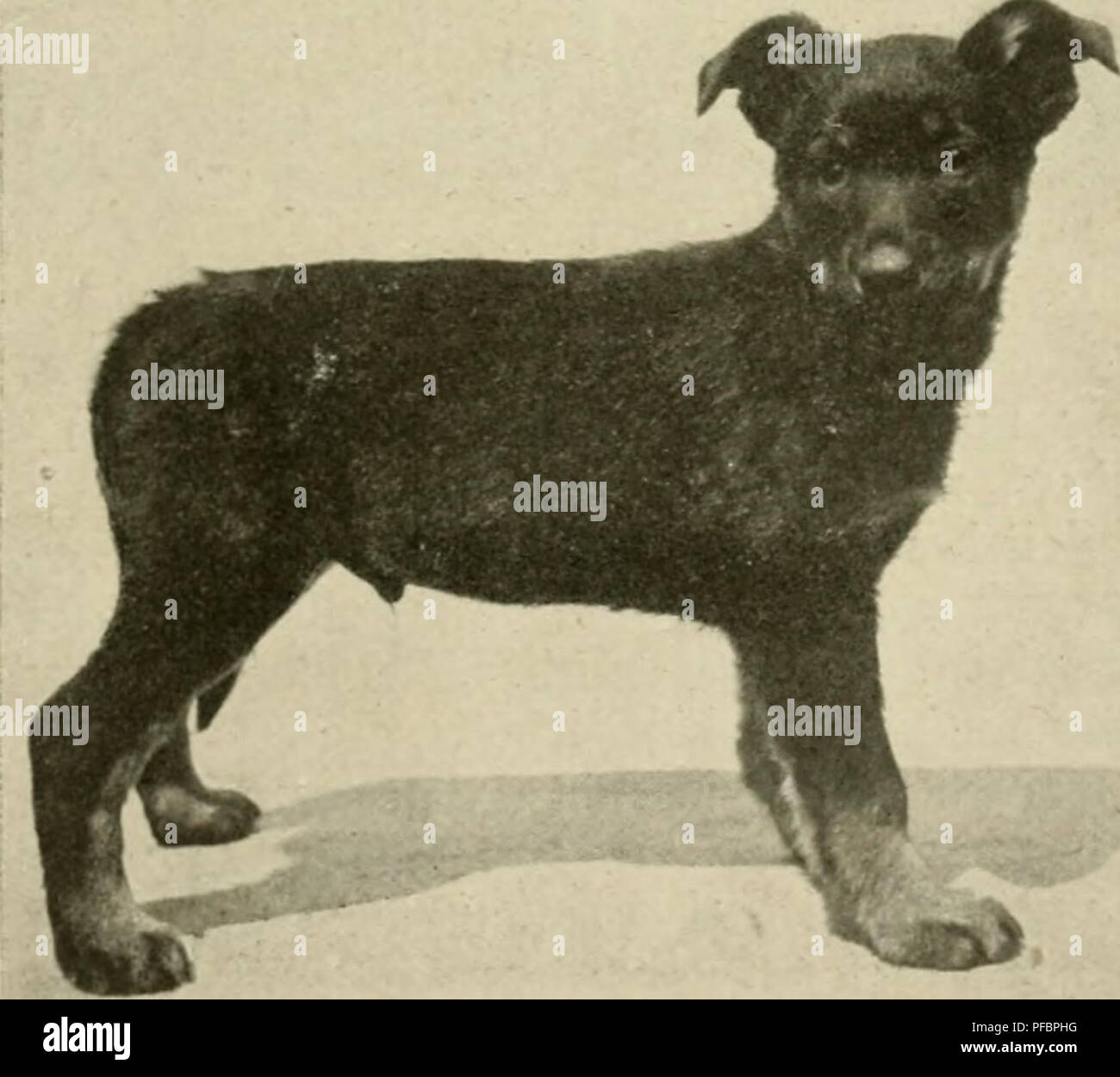 This book provides a detailed study of the German Shepherd dog ...