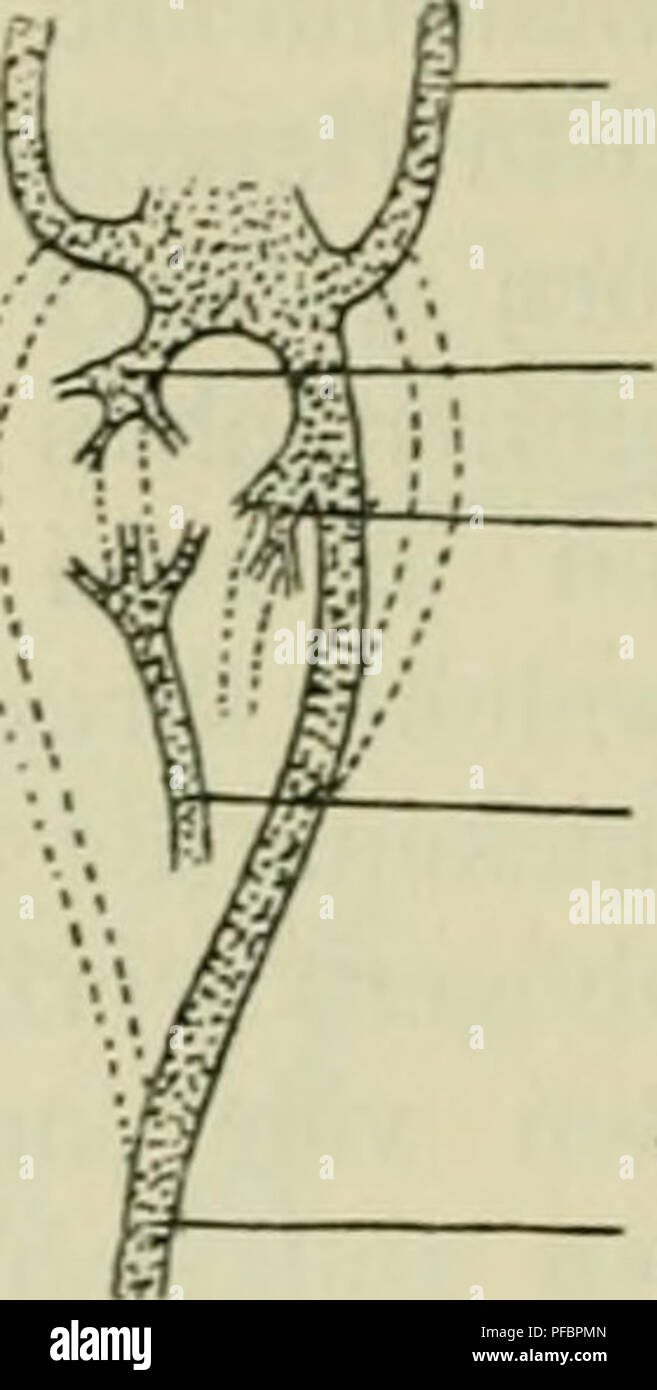Frog Excretory System Diagram