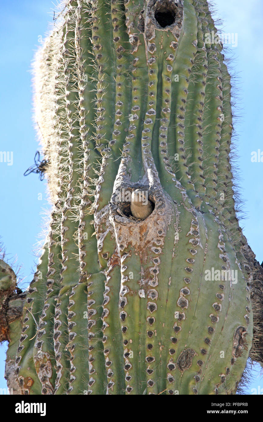 Bird peeking hi-res stock photography and images - Alamy