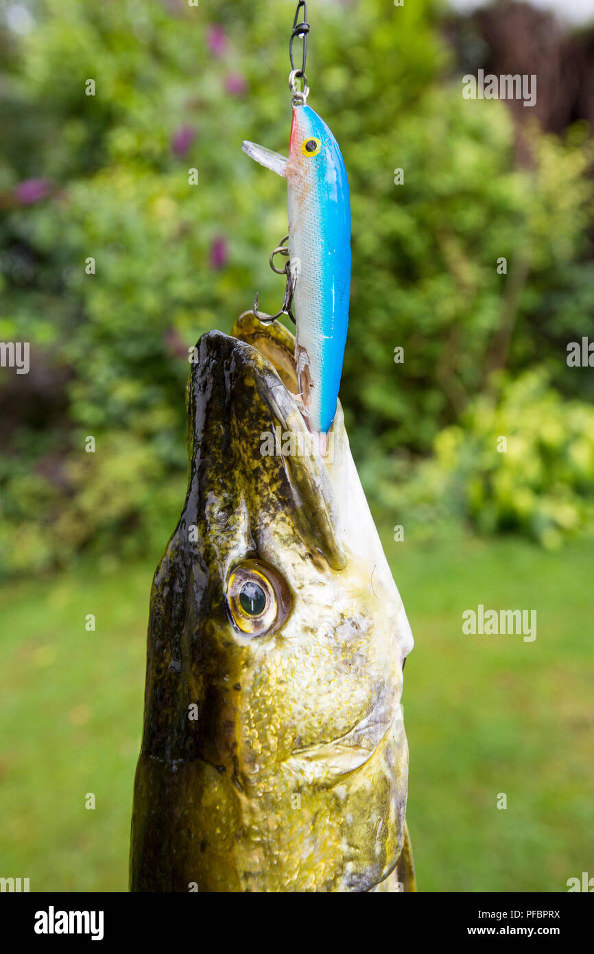 Snapped fish hi-res stock photography and images - Alamy