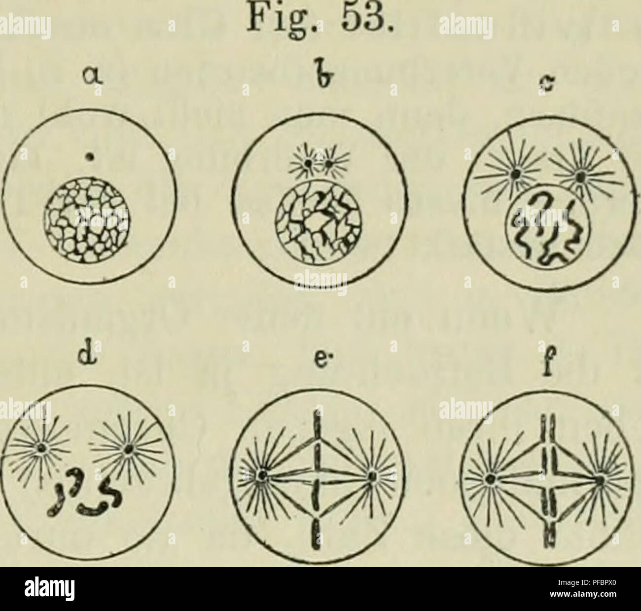 An image from *Der Frosch*, a study of frogs and their anatomy. It ...