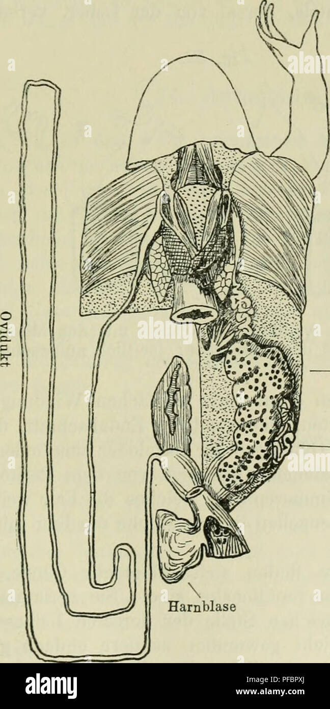 Internal organs cutaway hi-res stock photography and images - Alamy