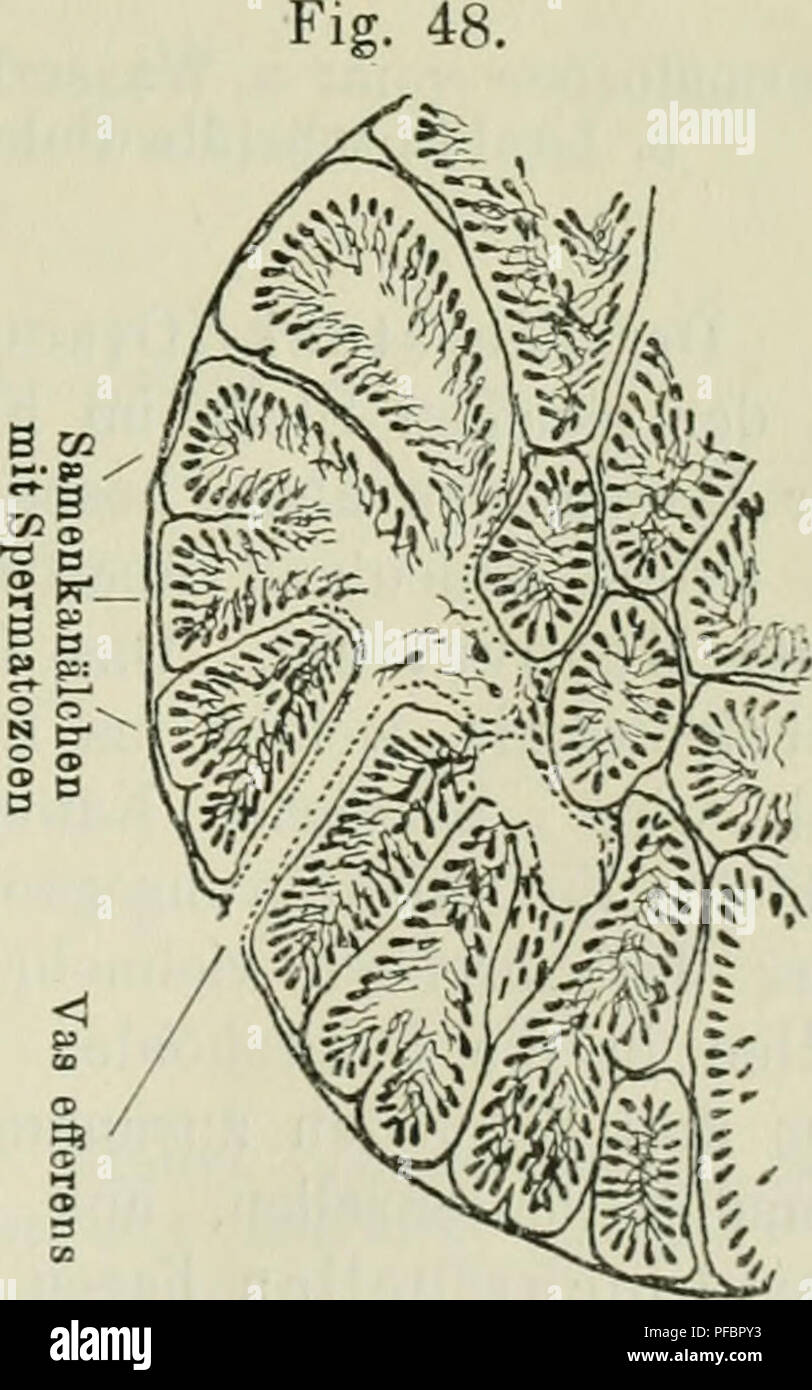 This illustration from *Der Frosch* provides an anatomical study of the ...