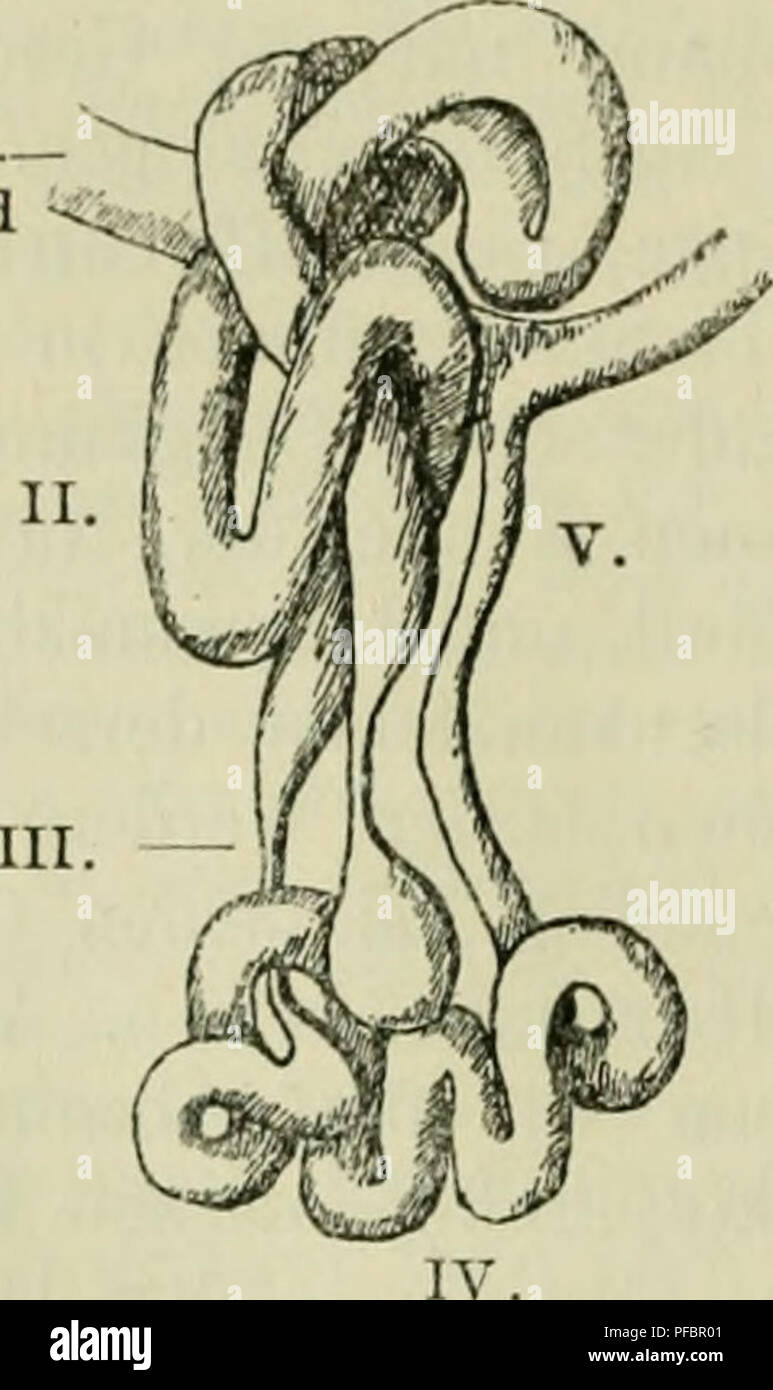 Glomerulus kidney hi-res stock photography and images - Alamy