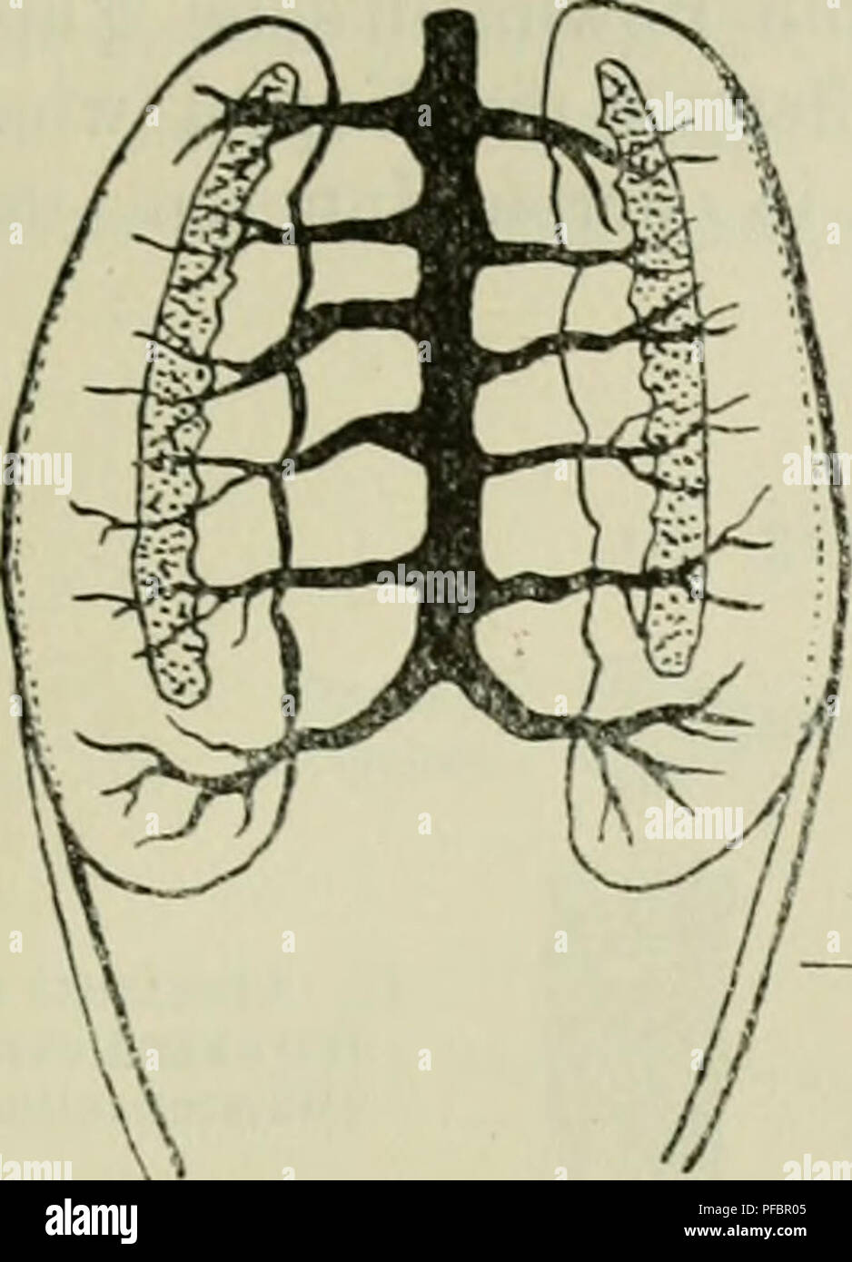This work provides a detailed study of the anatomy of frogs, including ...