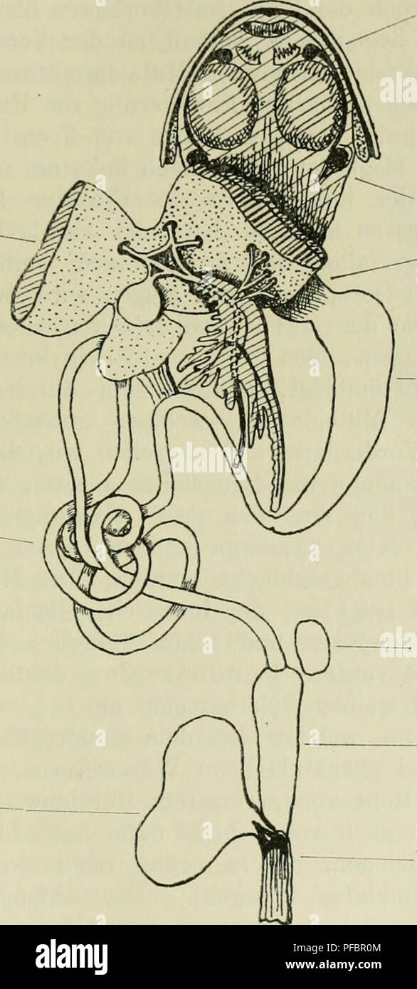 This page from 'Der Frosch' offers a detailed look at the internal ...