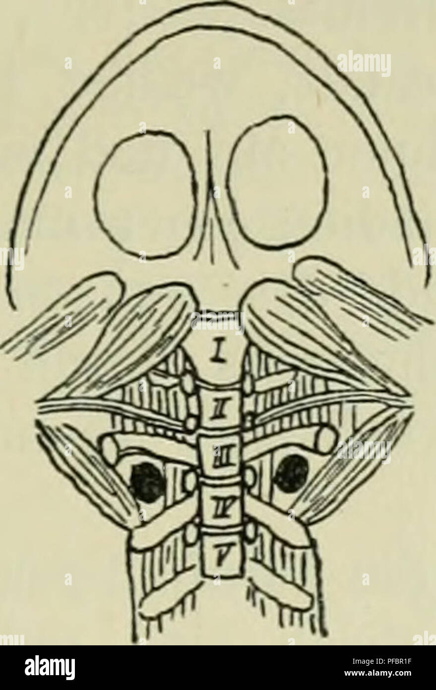 This image comes from a study on frogs, specifically their internal ...