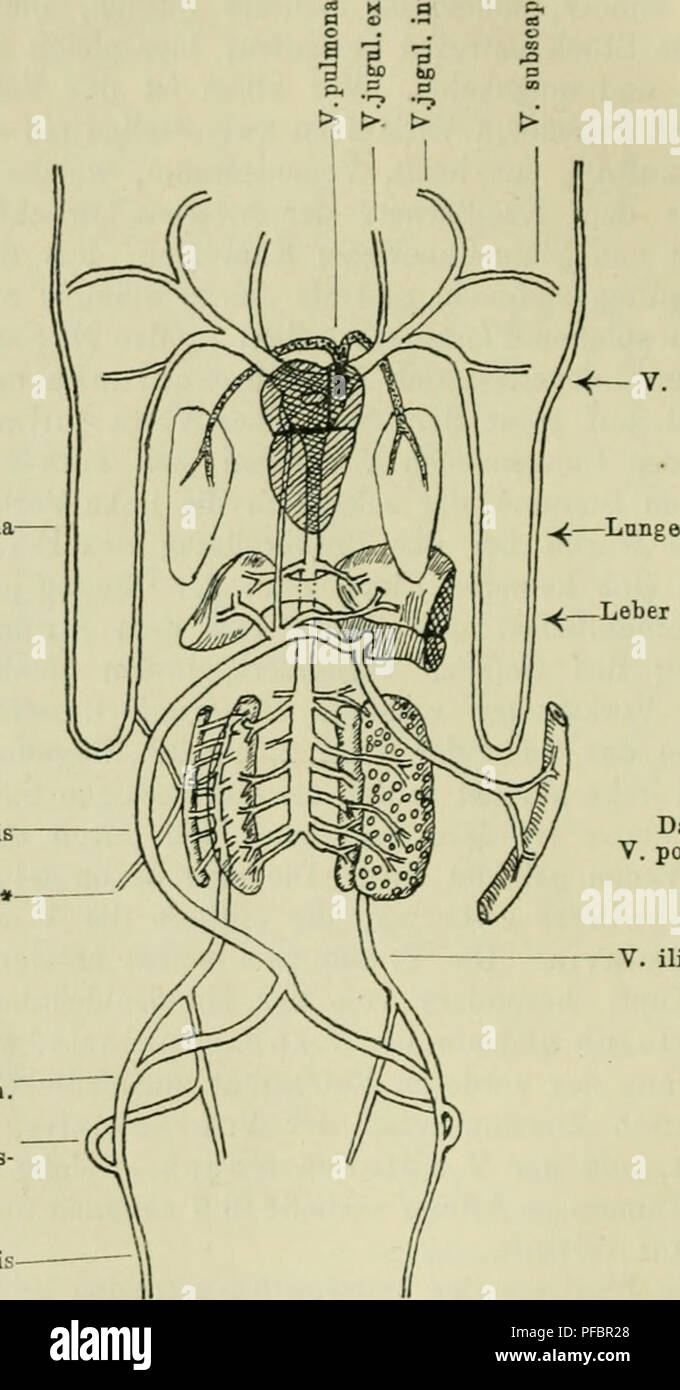 Linea alba hi-res stock photography and images - Alamy