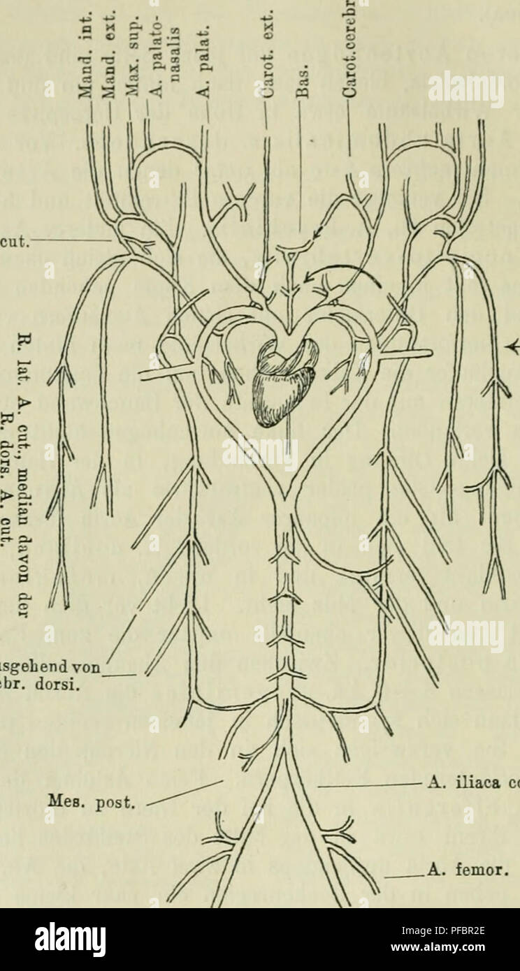 Anatomical and physiological study of frogs, detailing the structure of ...