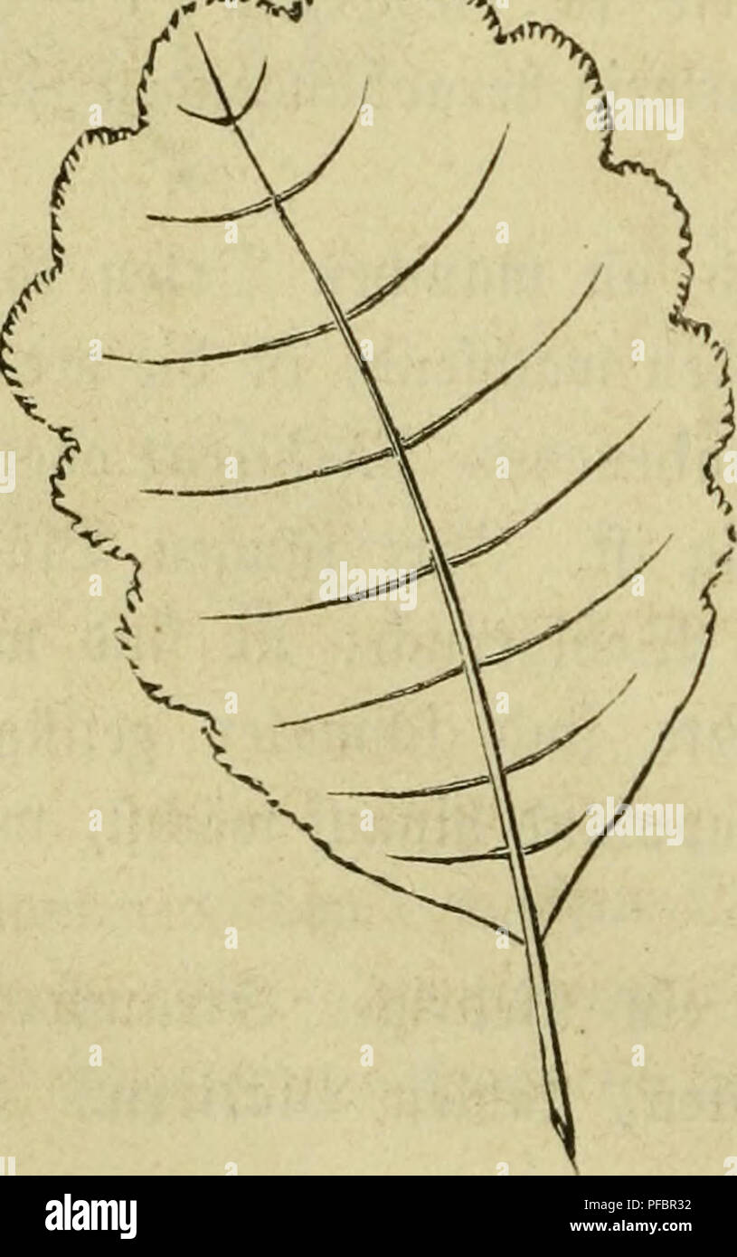 This guide to the wild plants of Germany provides assistance in ...
