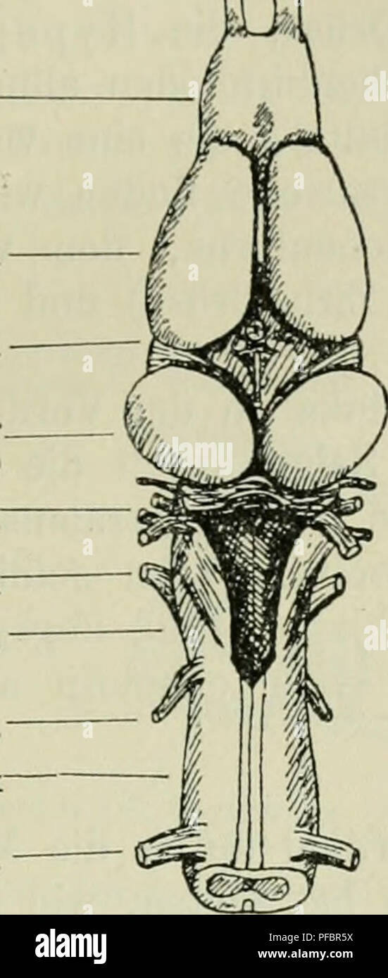 Understanding amphibian development hi-res stock photography and images ...