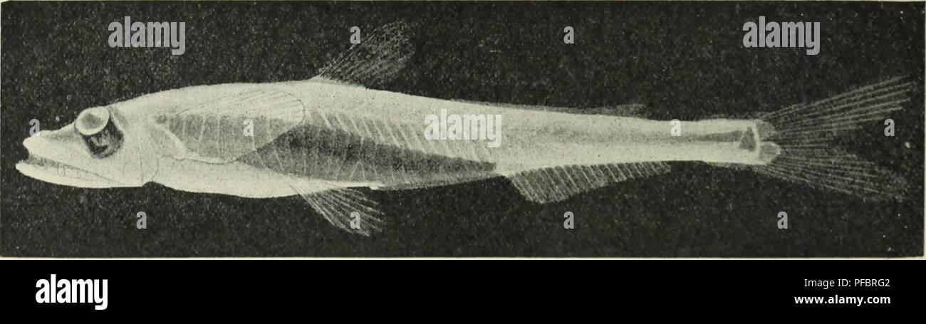 Representing various species of larvae hi-res stock photography and ...