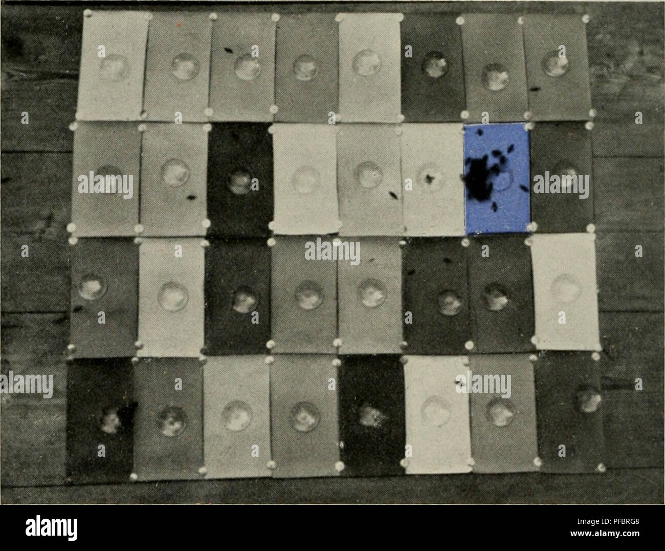 This work explores the color and shape perception of bees, providing ...