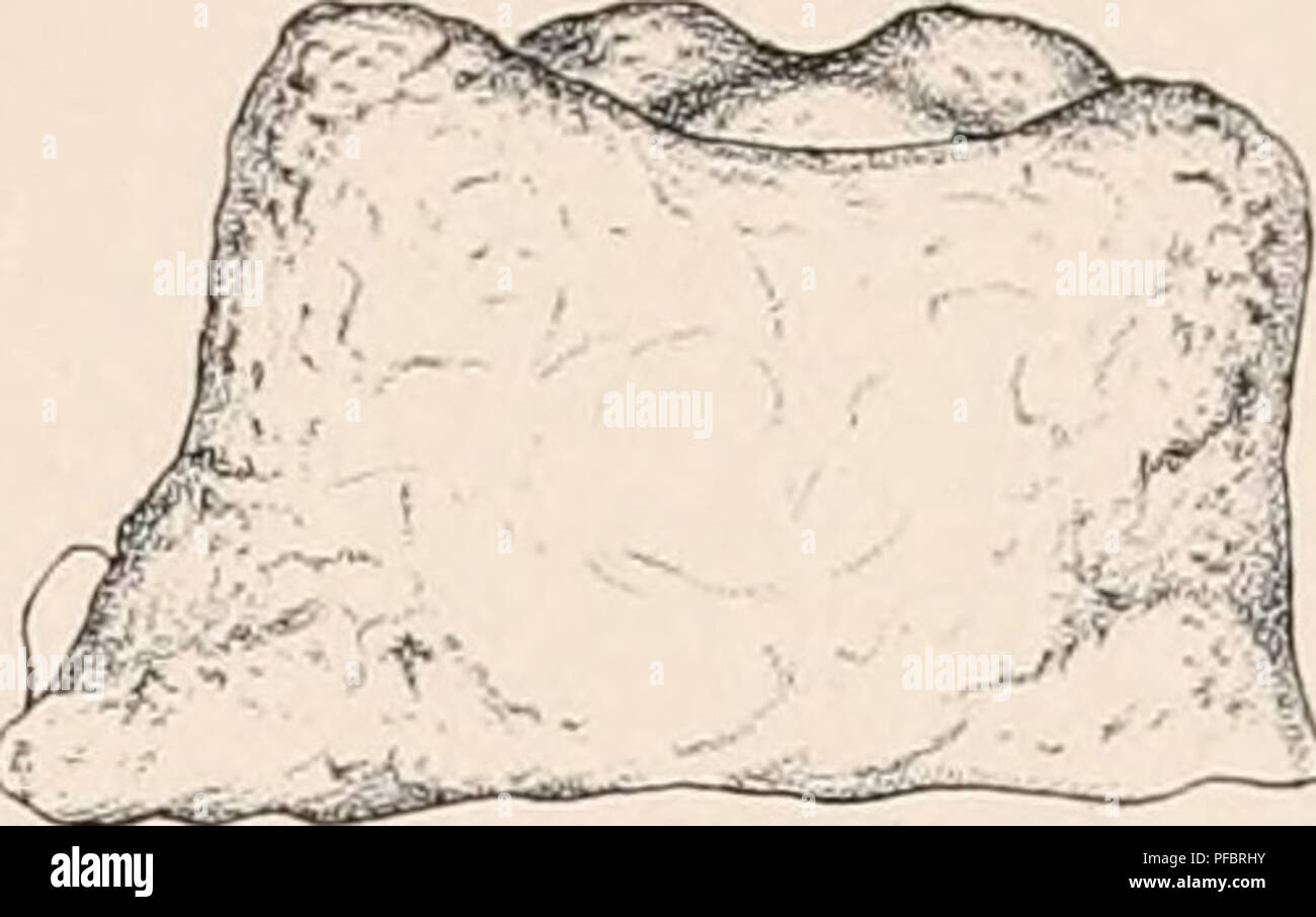This catalogue focuses on the Tunicata species housed in the Australian ...