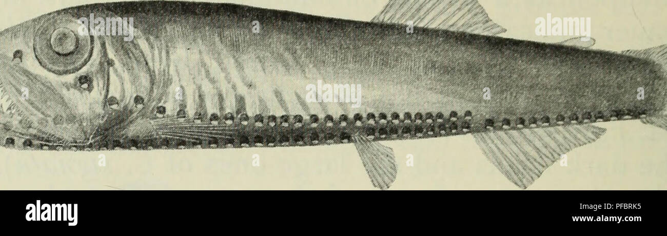 Stomiatidae hi-res stock photography and images - Alamy