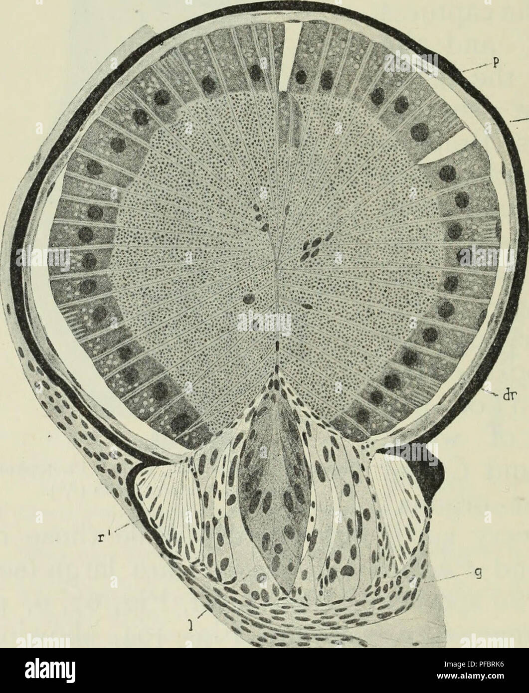 Stomiatidae hi-res stock photography and images - Alamy