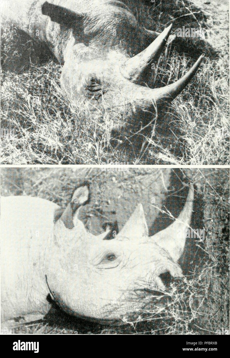 This German-language work features illustrations of African elephants ...