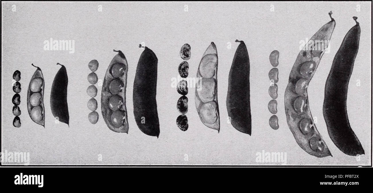 Potato seed pod hi-res stock photography and images - Alamy