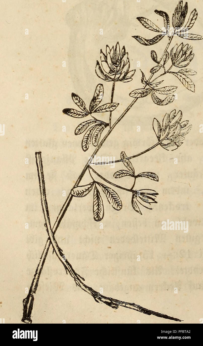 This German text provides an extensive overview of meadow management ...