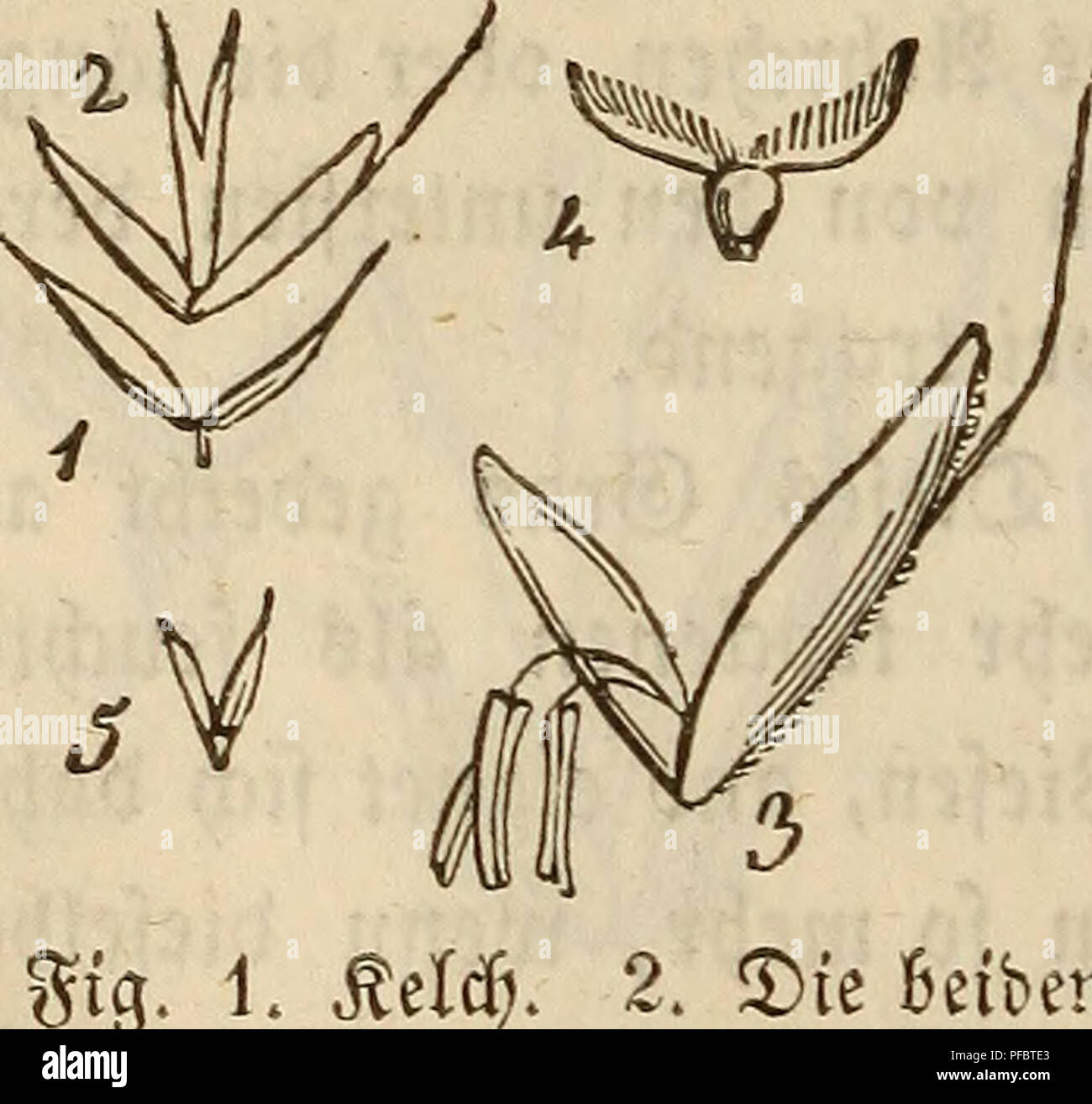 This image from 'Der Wiesenbau' (Meadow Construction) provides an ...