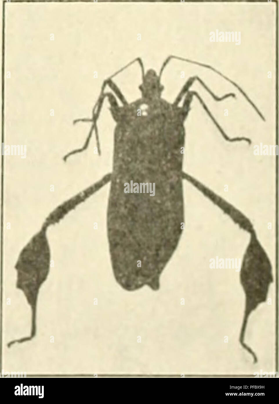 Conspersus hi-res stock photography and images - Alamy