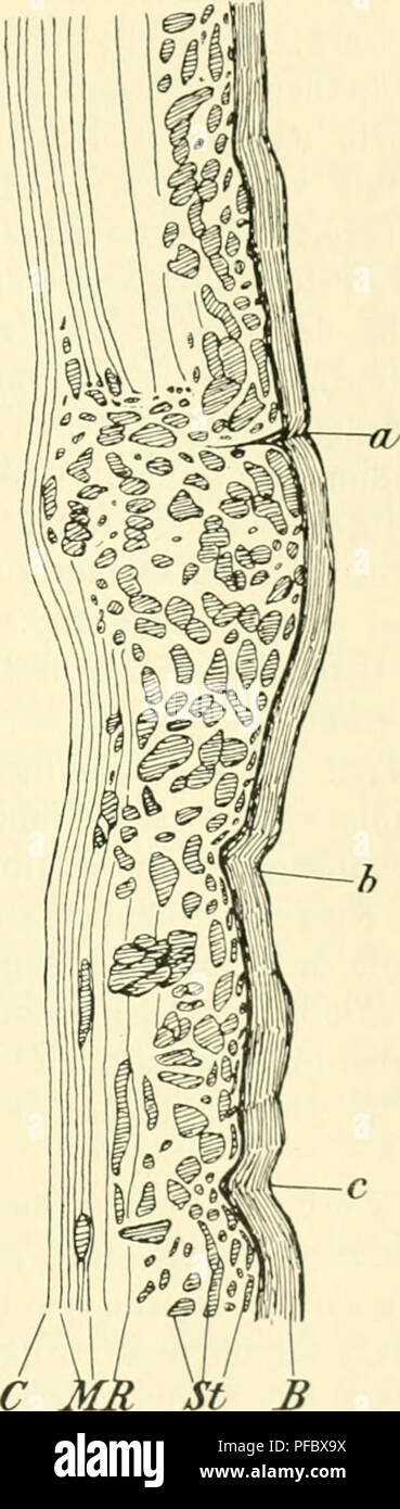 This figure illustrates the effects of pricking wounds on tropical ...