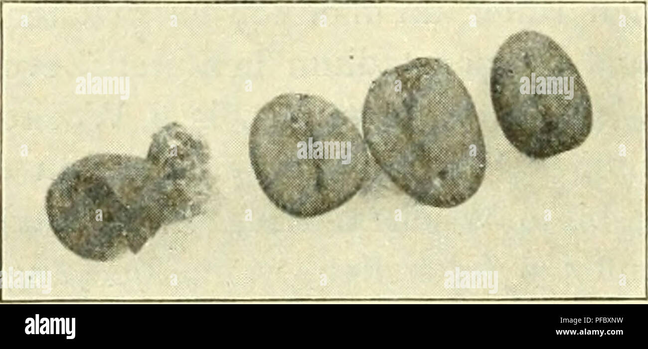 This German publication discusses tropical plants and their role in ...
