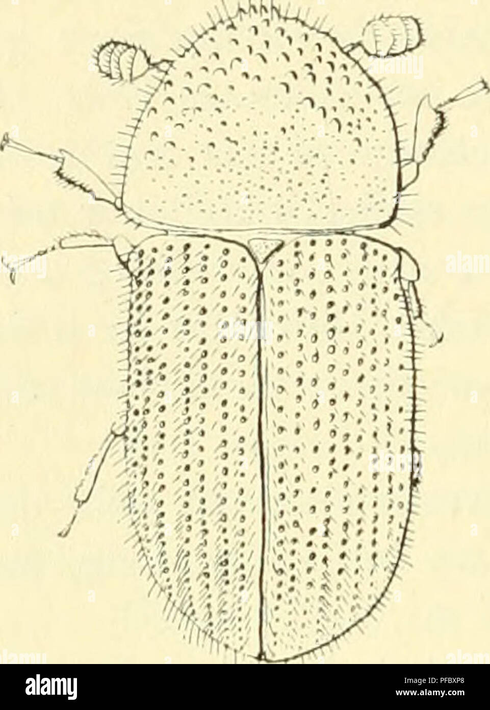 Stephanoderes hi-res stock photography and images - Alamy